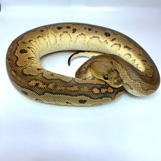 Cinnamon Redstripe Clown Ball Python by Royal Canvas Exotics
