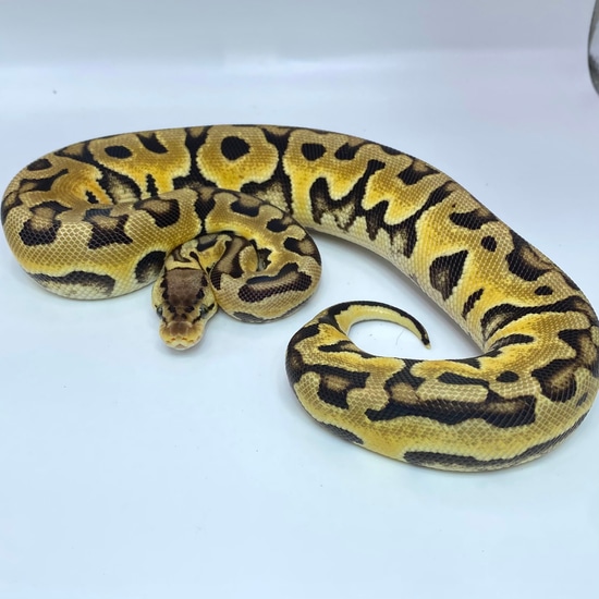Pastel Puzzle Ball Python by Royal Canvas Exotics