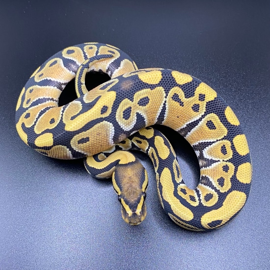 Orange Dream Fire Desert Ghost Ball Python by Royal Canvas Exotics