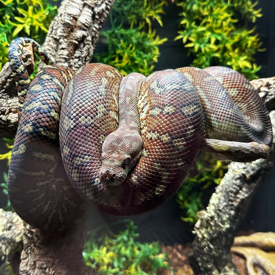 CB20 Bredlis Carpet Python Other Carpet Python by Harrogate Reptiles