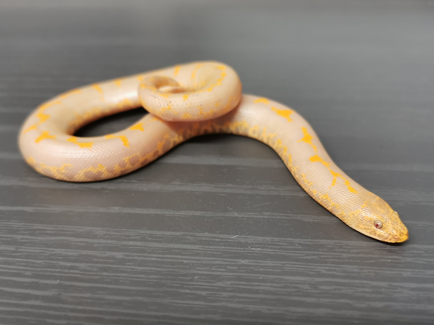Albino Kenyan Sand Boa by BH Snakes - MorphMarket