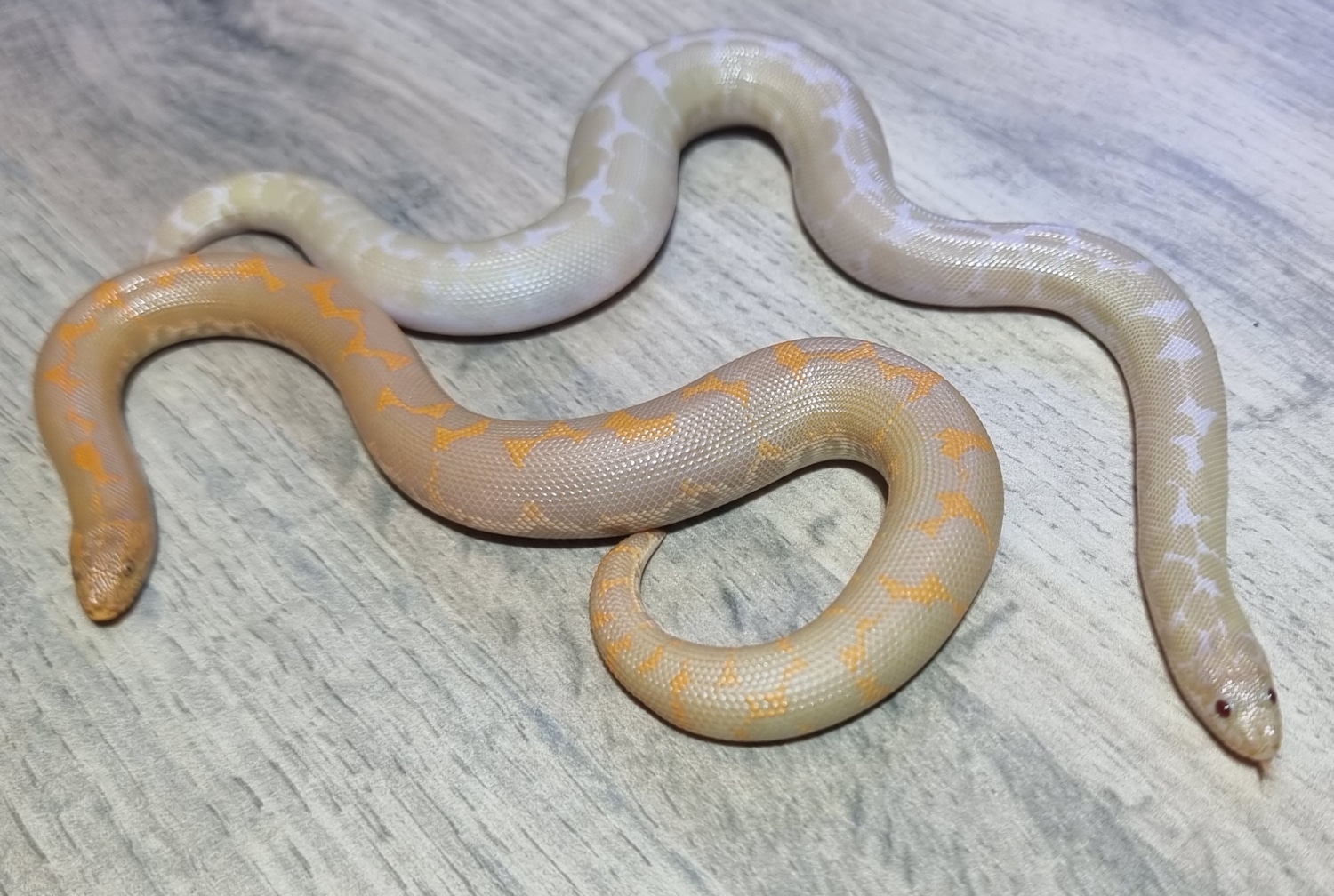 Pair Of 100% Het Splash - Snow And Albino Kenyan Sand Boa by BH Snakes ...