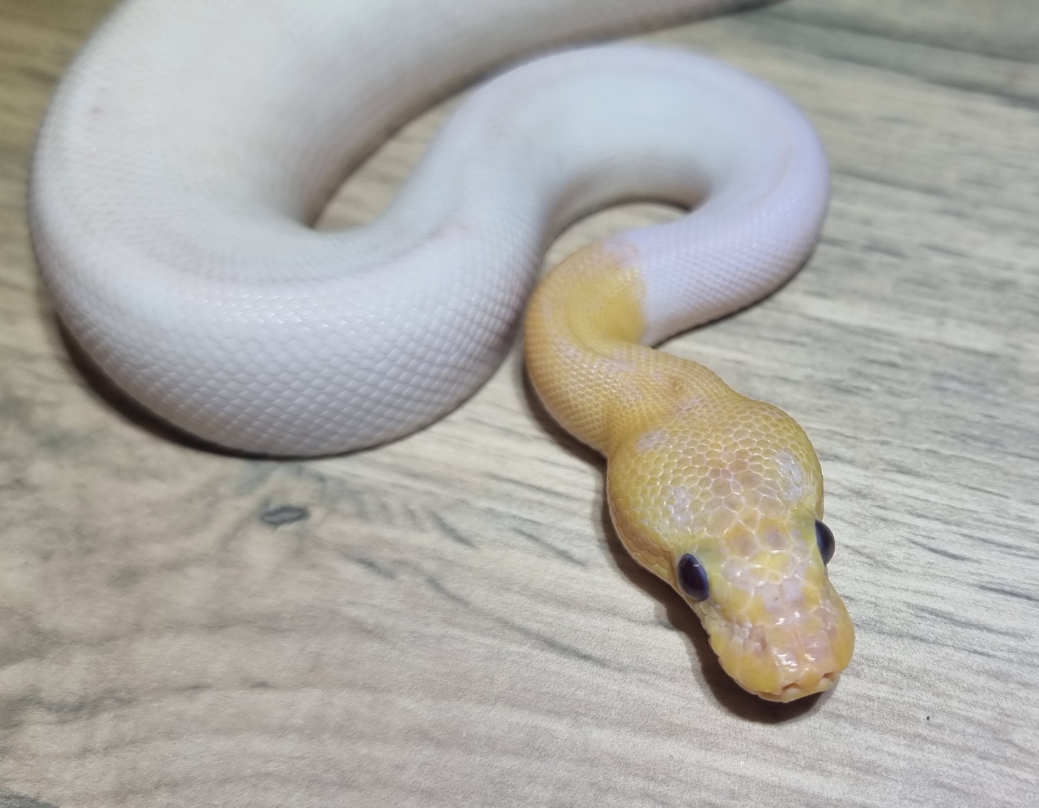 Banana Fire Pinstripe Pied Ball Python by BH Snakes - MorphMarket