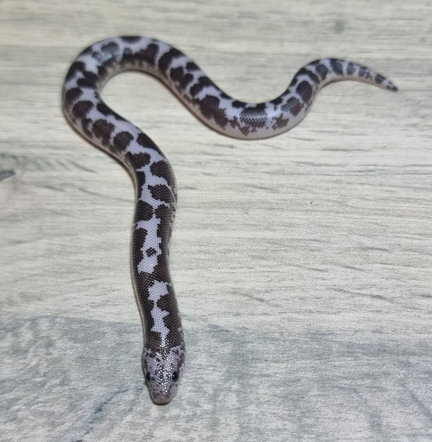 Anery 66% Het Paradox Albino Kenyan Sand Boa by BH Snakes - MorphMarket