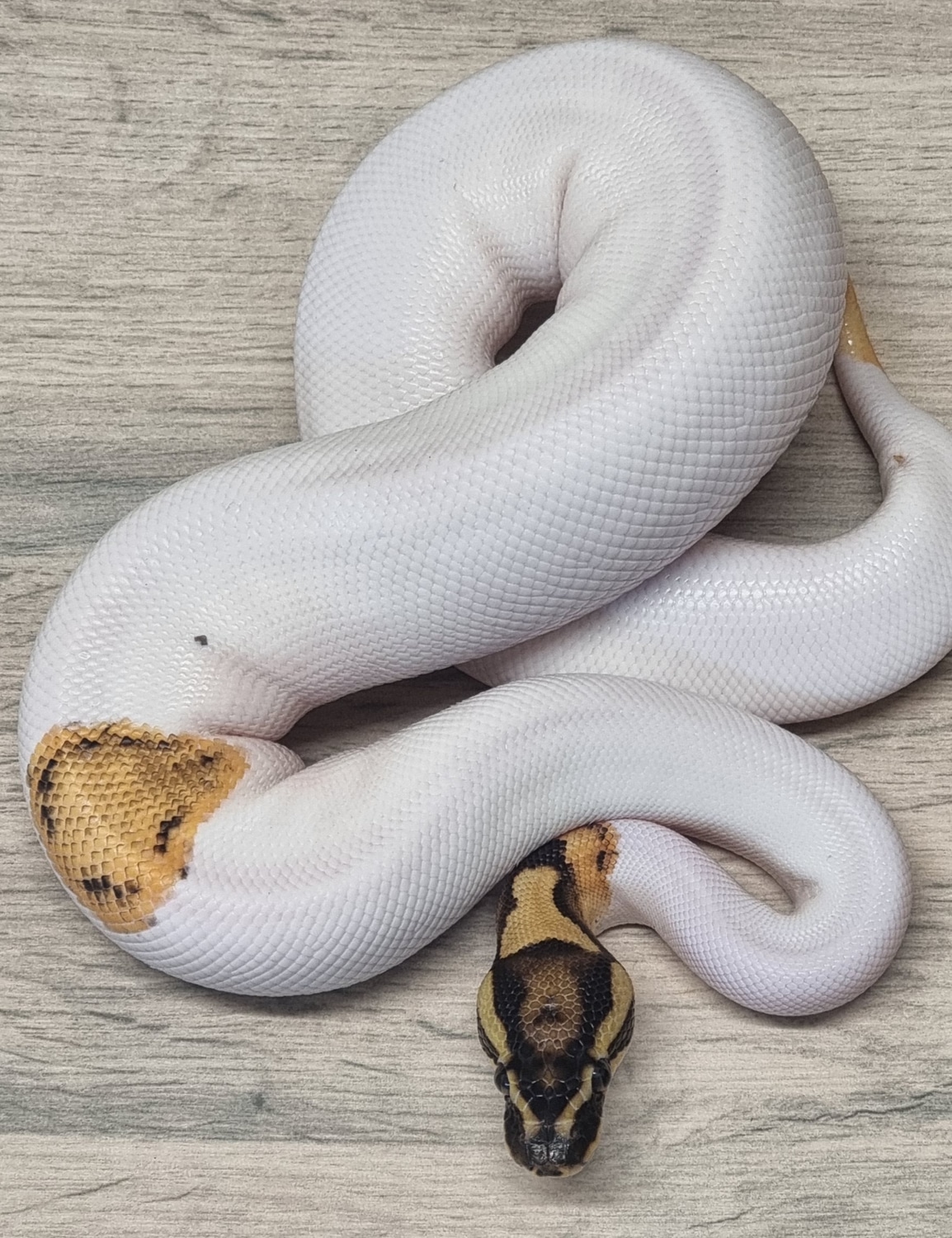 Orange Dream Fire Pied Ball Python by BH Snakes - MorphMarket