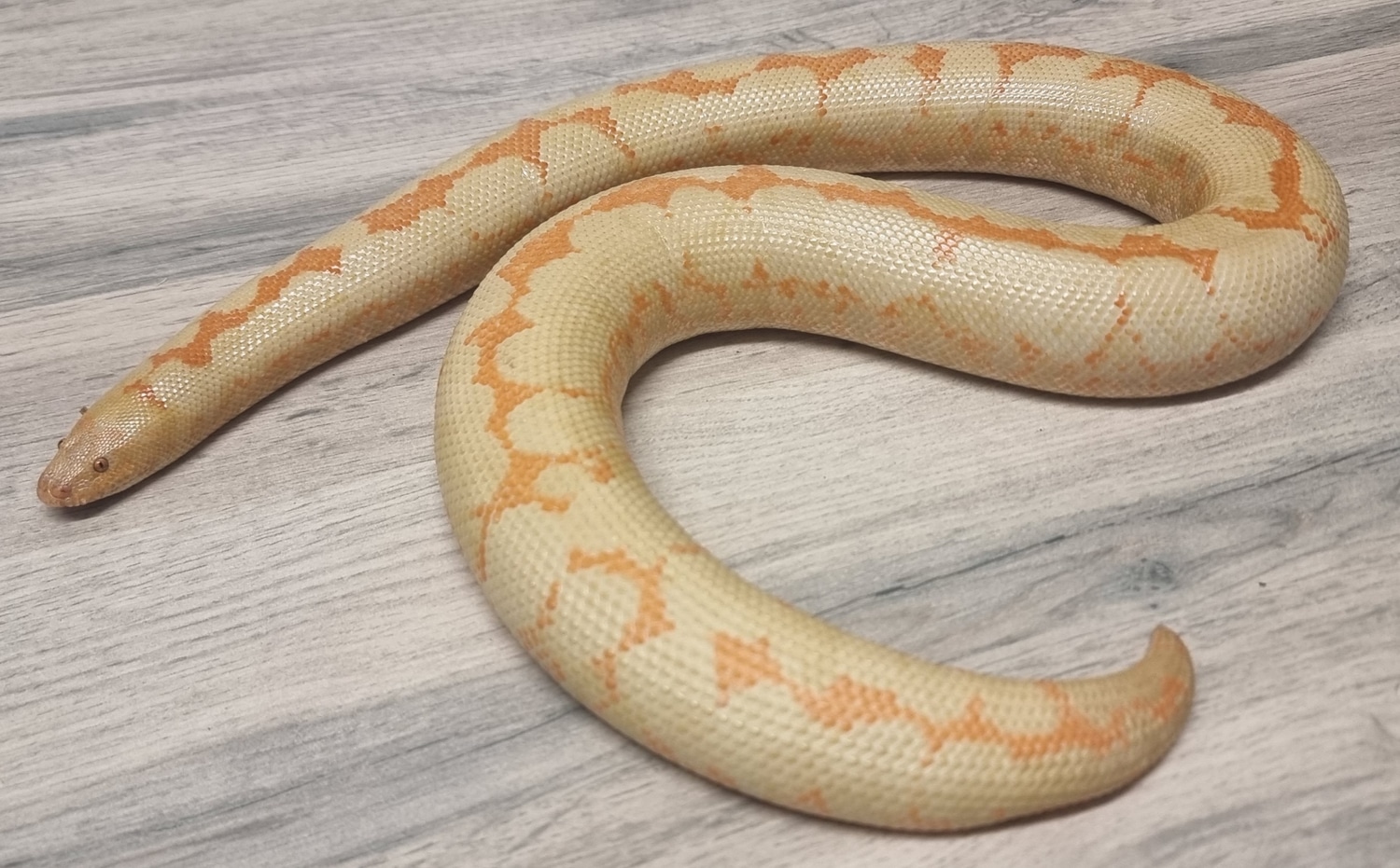 Albino Kenyan Sand Boa by BH Snakes - MorphMarket