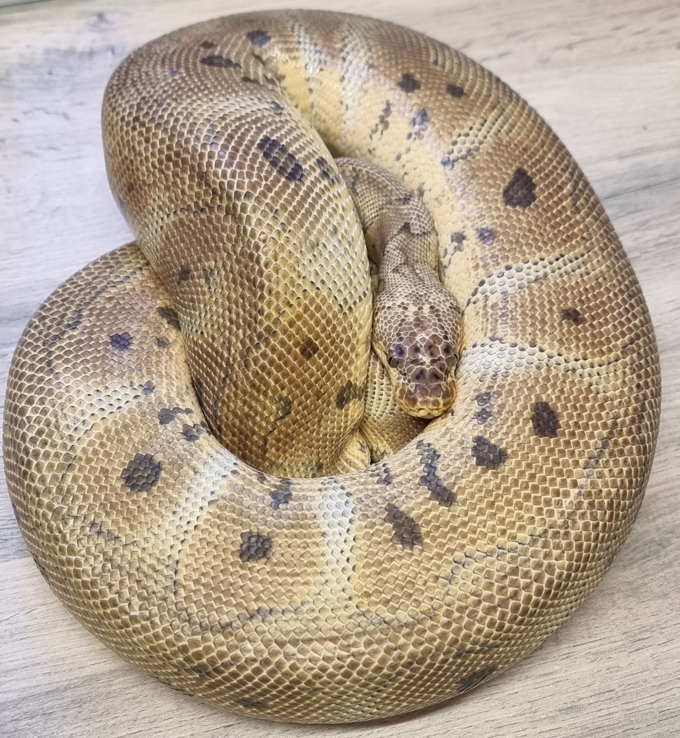 Killer Clown Ball Python by BH Snakes - MorphMarket