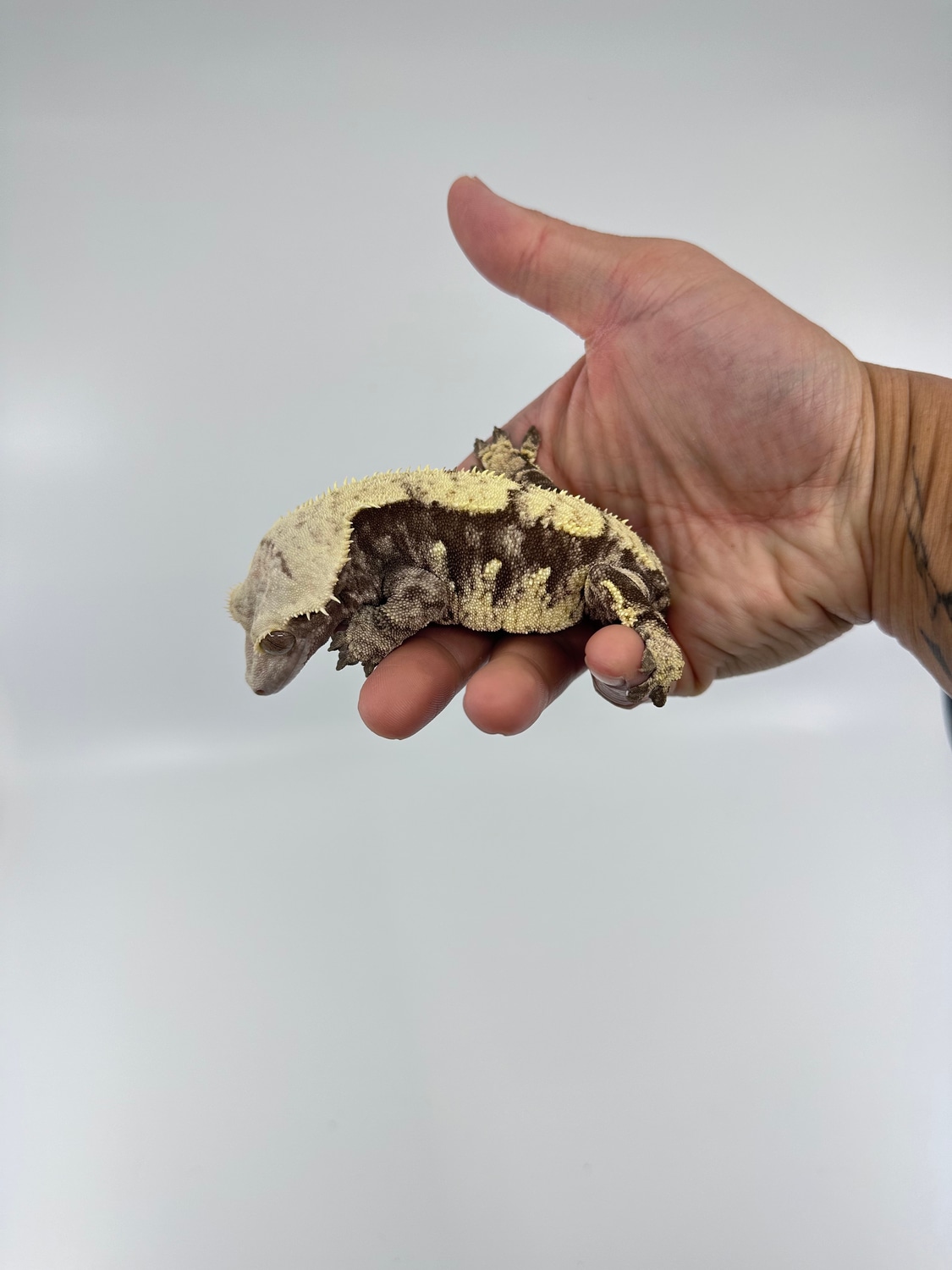 Proven Female Breeder Big Crest Crested Gecko by Zero's Geckos ...