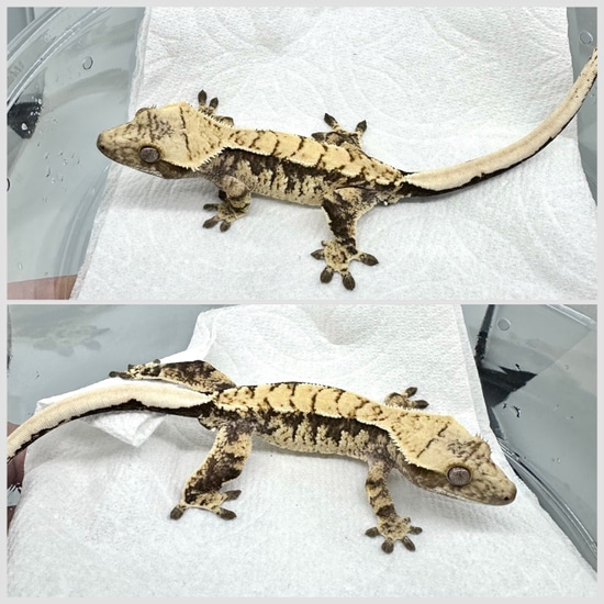 16g Extreme Harley High Creamy Coverage Crested Gecko by Zero's Geckos