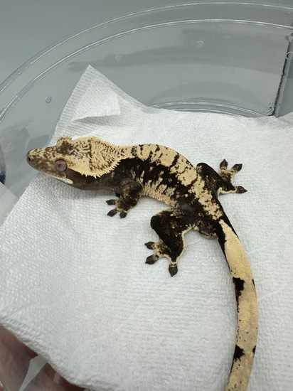 Extreme Harley 29g Male Crested Gecko by Zero's Geckos