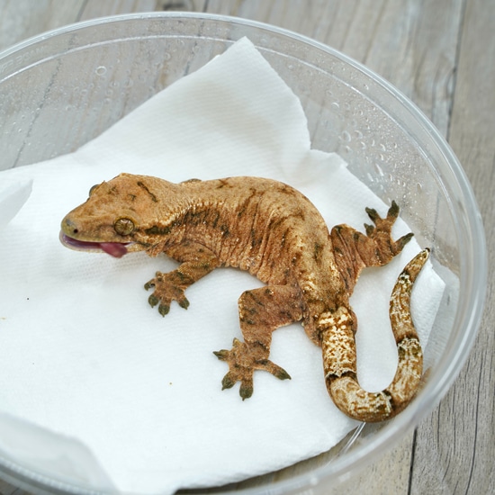 Orange Tiger HYBRID (50% Crested, 50% Chahoua) Crested Gecko by Zero's ...