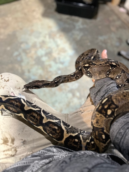 Normal Boa Constrictor by Hartem Herps