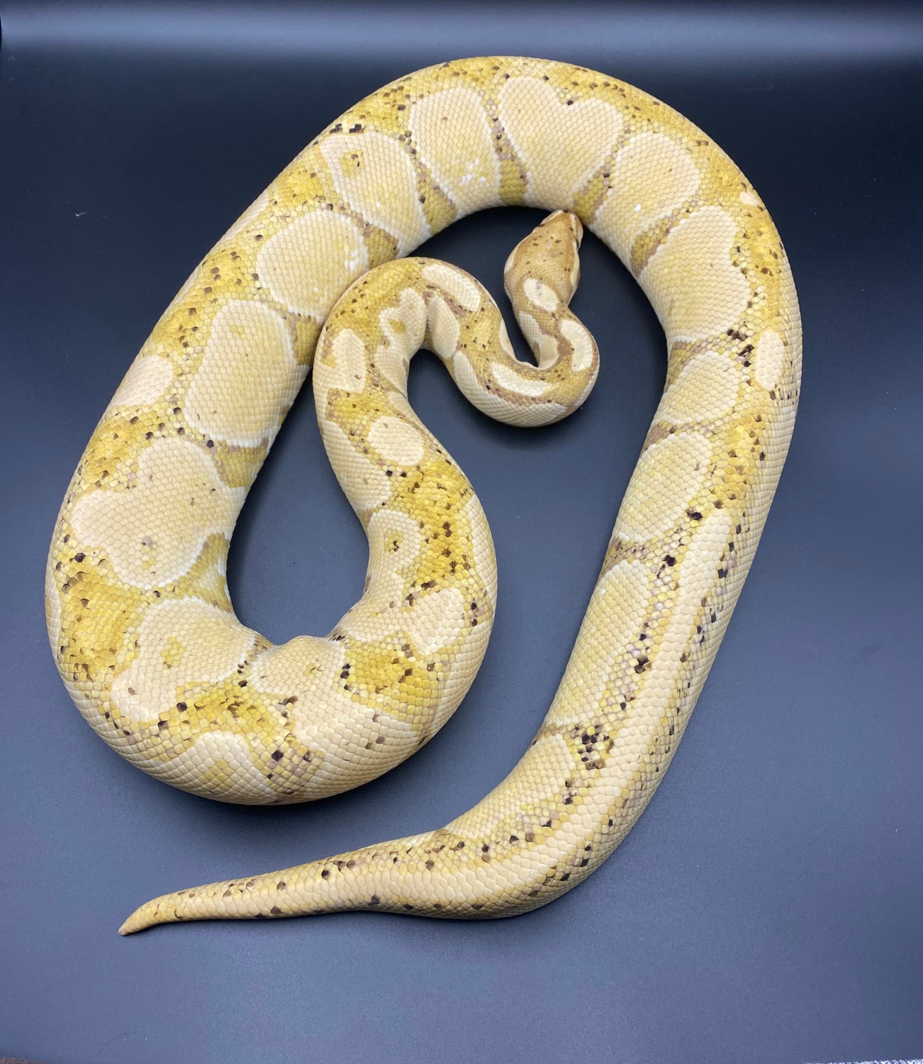 Banana Ball Python by Hartman Reptiles - MorphMarket