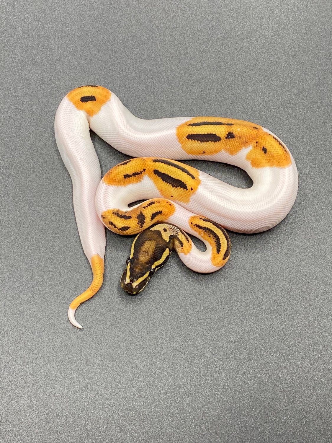 Orange Dream Fire Piebald Ball Python by Hartman Reptiles - MorphMarket