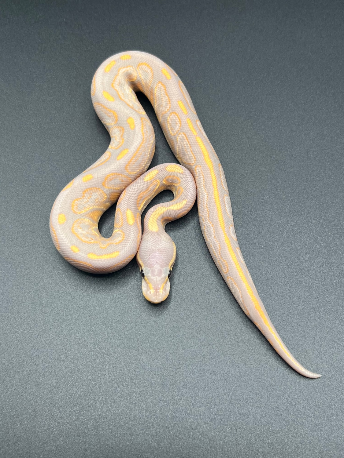 Black Pastel Banana Het Pied Ball Python by Hartman Reptiles - MorphMarket