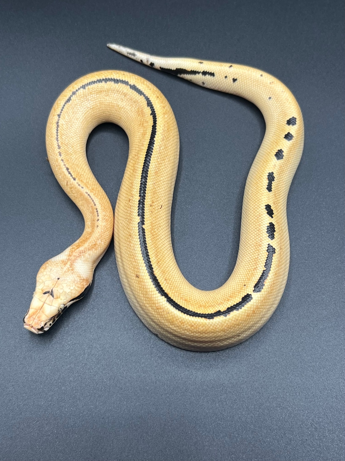 Goldeneye Ivory Pos Het T+ Blood Python by Hartman Reptiles - MorphMarket