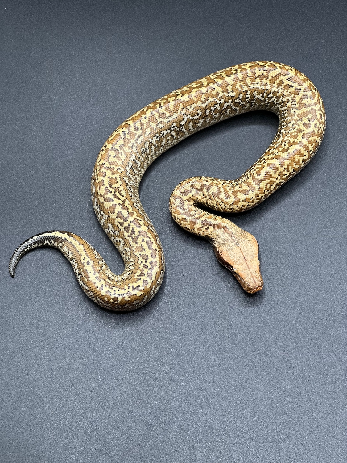 Batrix Blood Python by Hartman Reptiles - MorphMarket