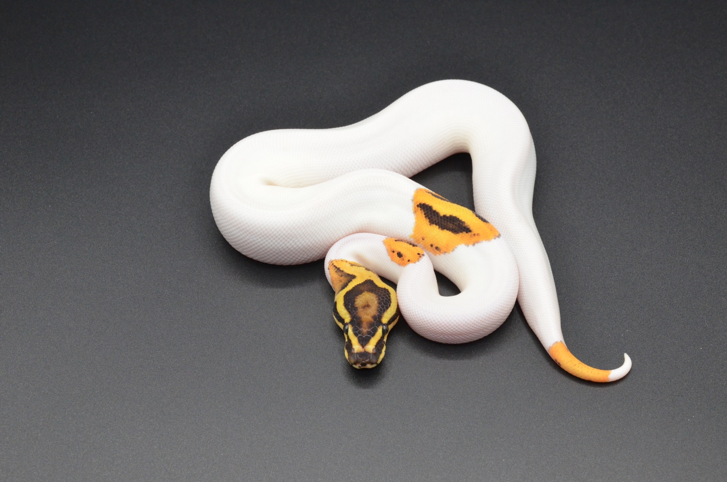 ODYB Fire Pied Ball Python by Hartman Reptiles - MorphMarket