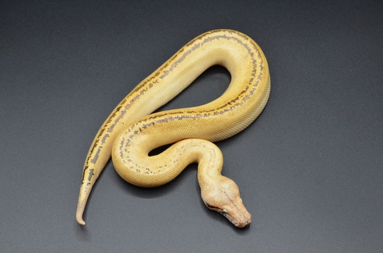 Ivory Blood Python by Hartman Reptiles