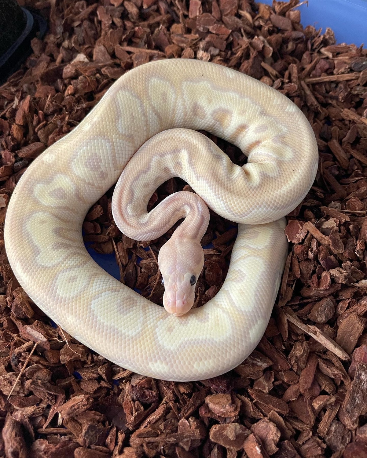 Banana Mojave Clown Ball Python by Genetic Art Ball Pythons - MorphMarket