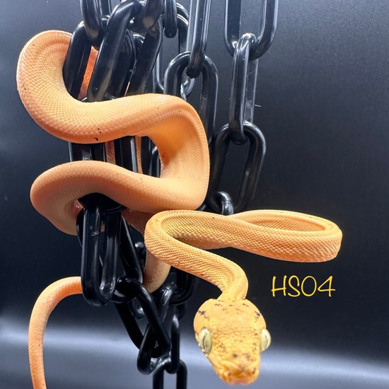 CB ATB Amazon Tree Boa by Hatch-It Reptiles