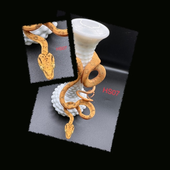 Captive Bred Amazon Tree Boa by Hatch-It Reptiles