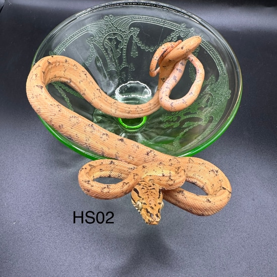 Captive Bred Amazon Tree Boa by Hatch-It Reptiles