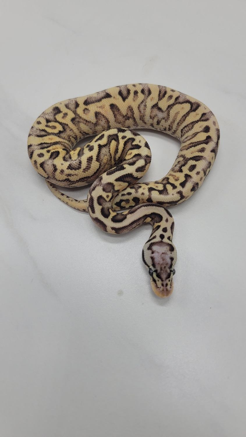 Superfly, Yellowbelly, Orange Dream Possible Calico Ball Python by ...