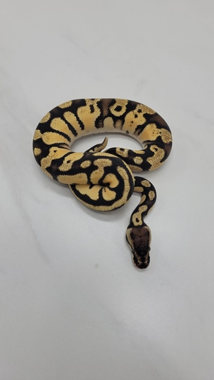 Pastel Orange Dream Yellow Belly Ball Python by Hatch and Exotics