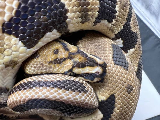 Leopard Spot Nose Het Clown Ball Python by Hatch and Exotics