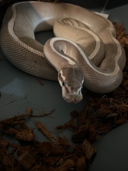 Mystic Potion Ball Python by Snake Loop Reptiles