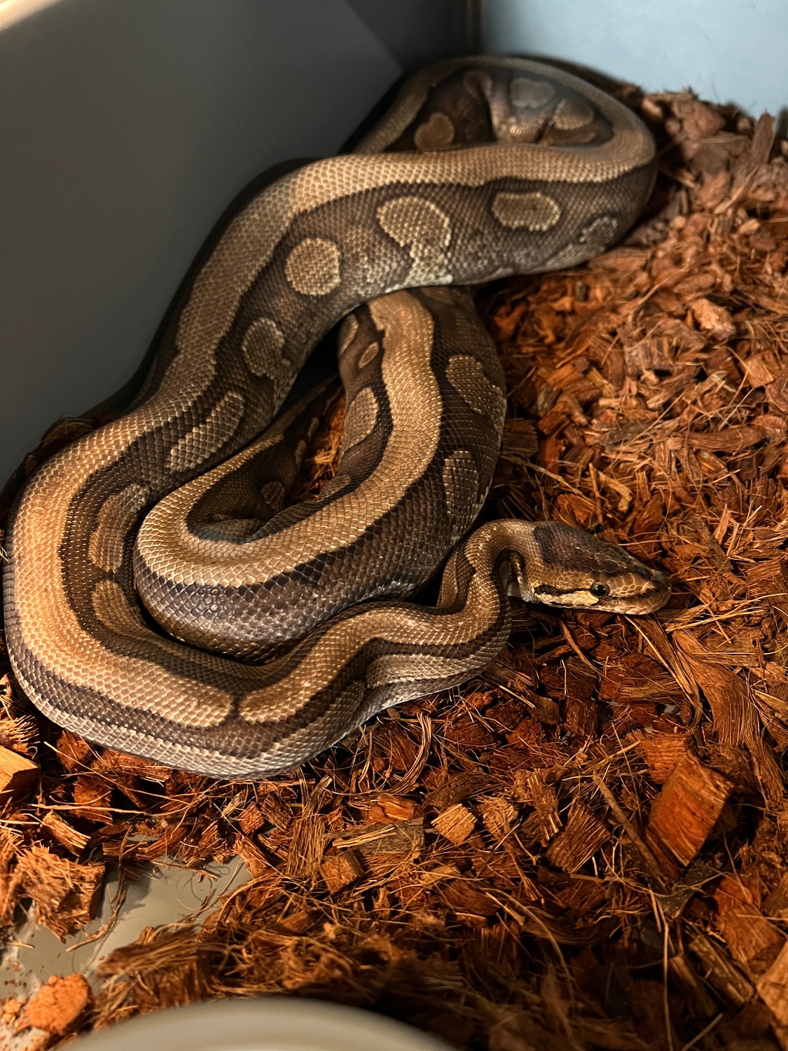 Snake Loop Reptiles's Collection - MorphMarket