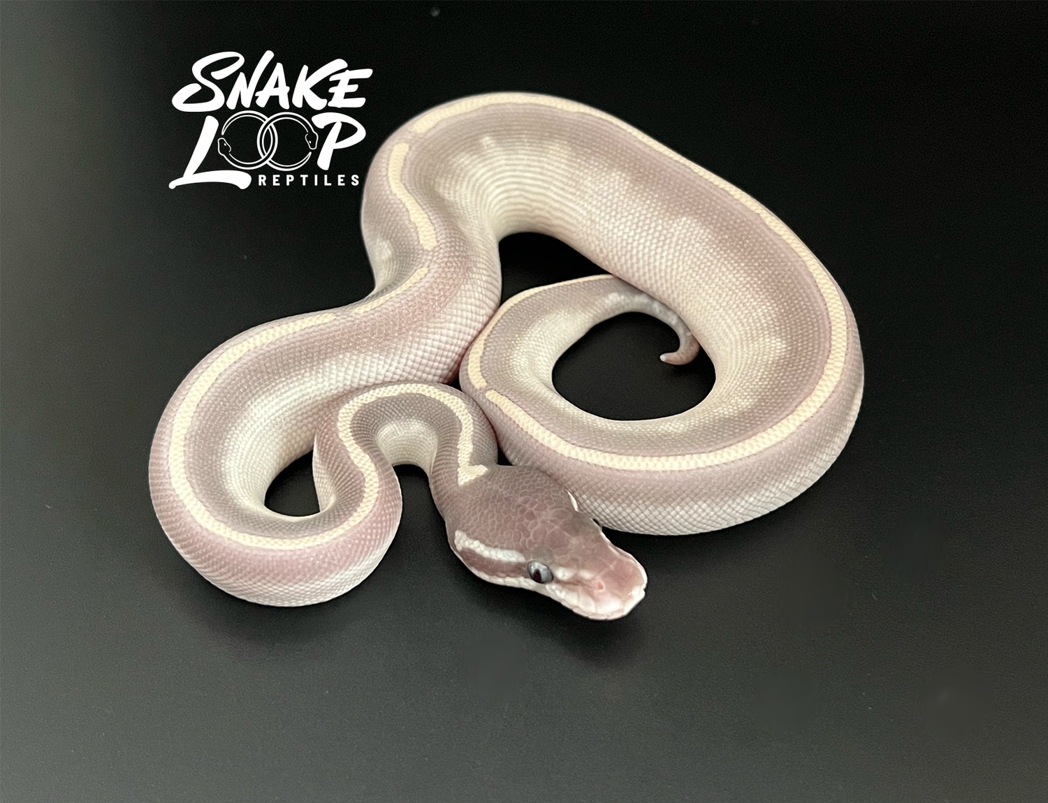 Mystic Potion Ball Python by Snake Loop Reptiles - MorphMarket