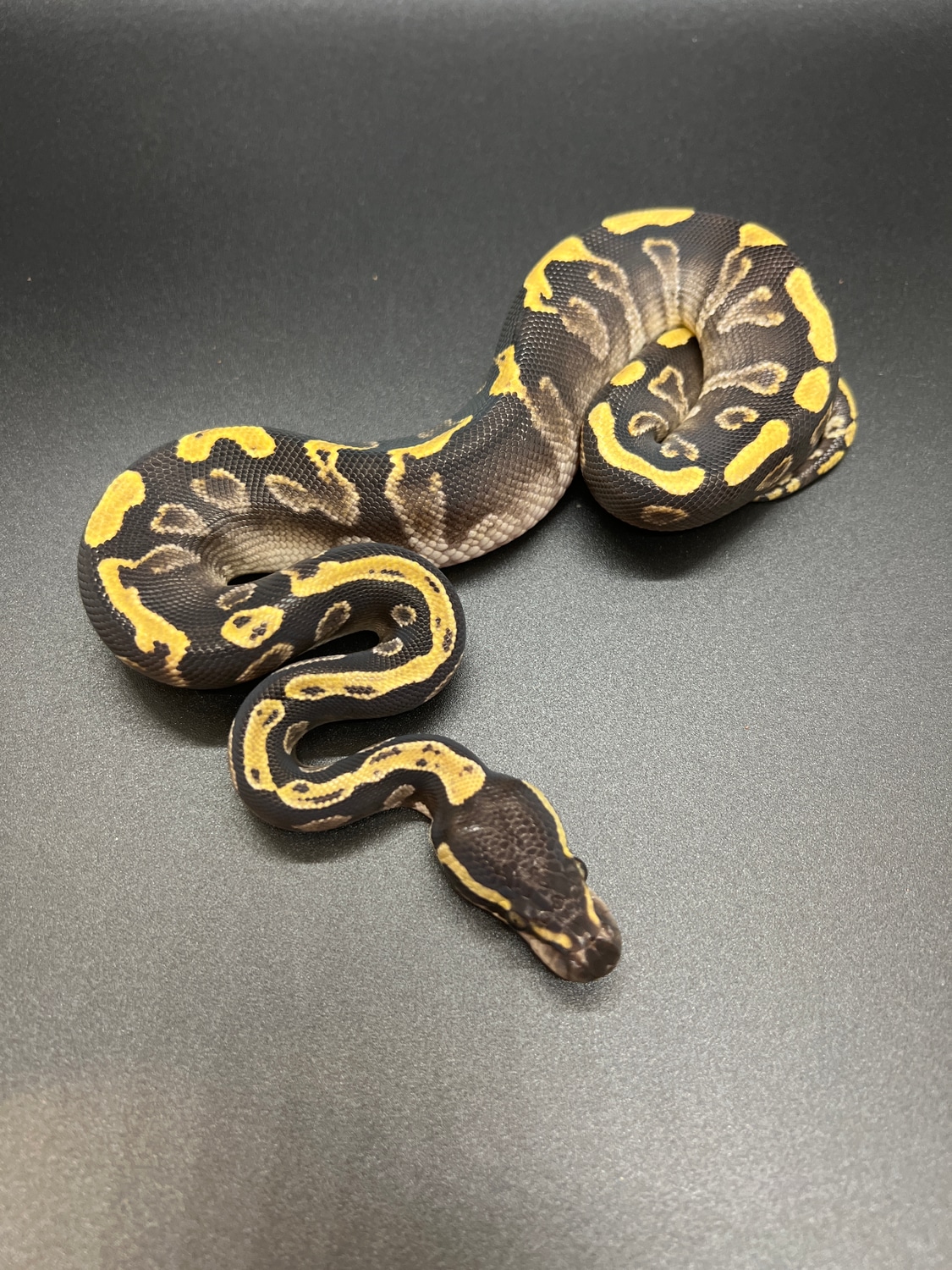 GHI Mojave Ball Python by Snake Loop Reptiles - MorphMarket