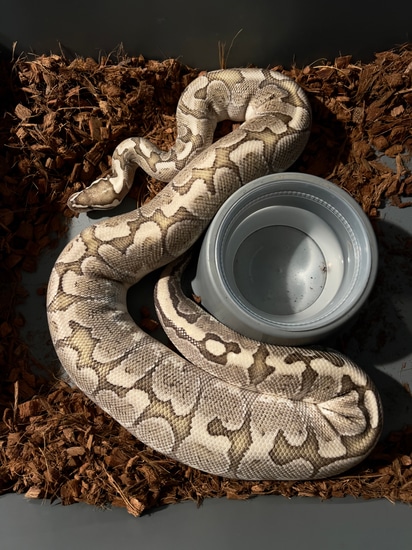Bamboo Ball Python by Snake Loop