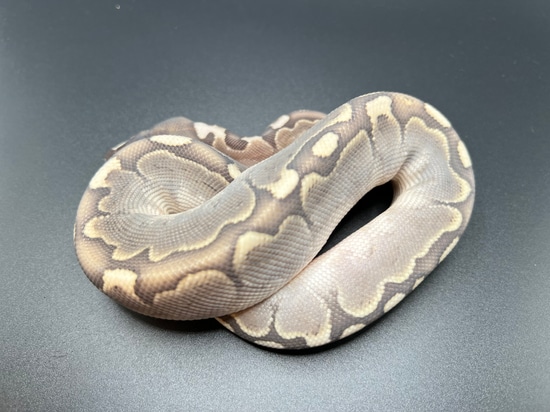Bamboo Het Genetic Stripe Ball Python by Snake Loop Reptiles
