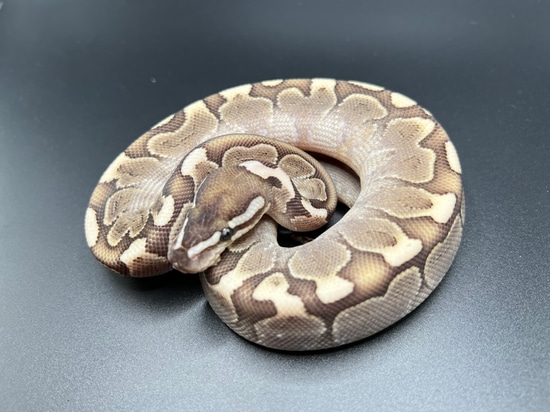 Bamboo Het Genetic Stripe Ball Python by Snake Loop Reptiles