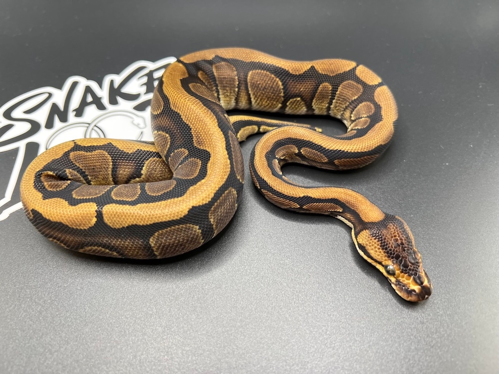 Red Stripe 50% Het Genetic Stripe Ball Python by Snake Loop Reptiles ...