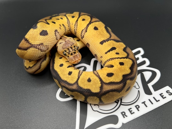 Pastel Clown Ball Python by Snake Loop Reptiles