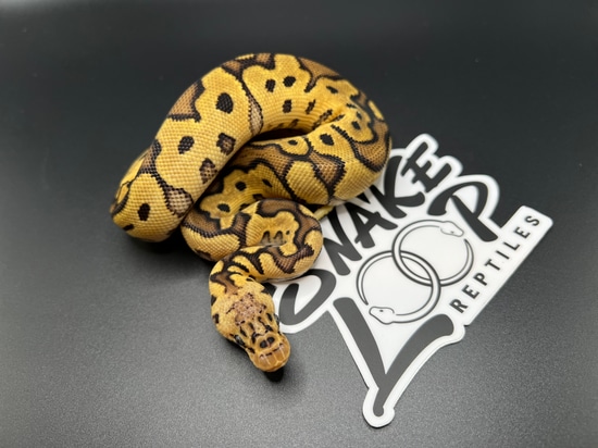 Pastel Clown Ball Python by Snake Loop Reptiles