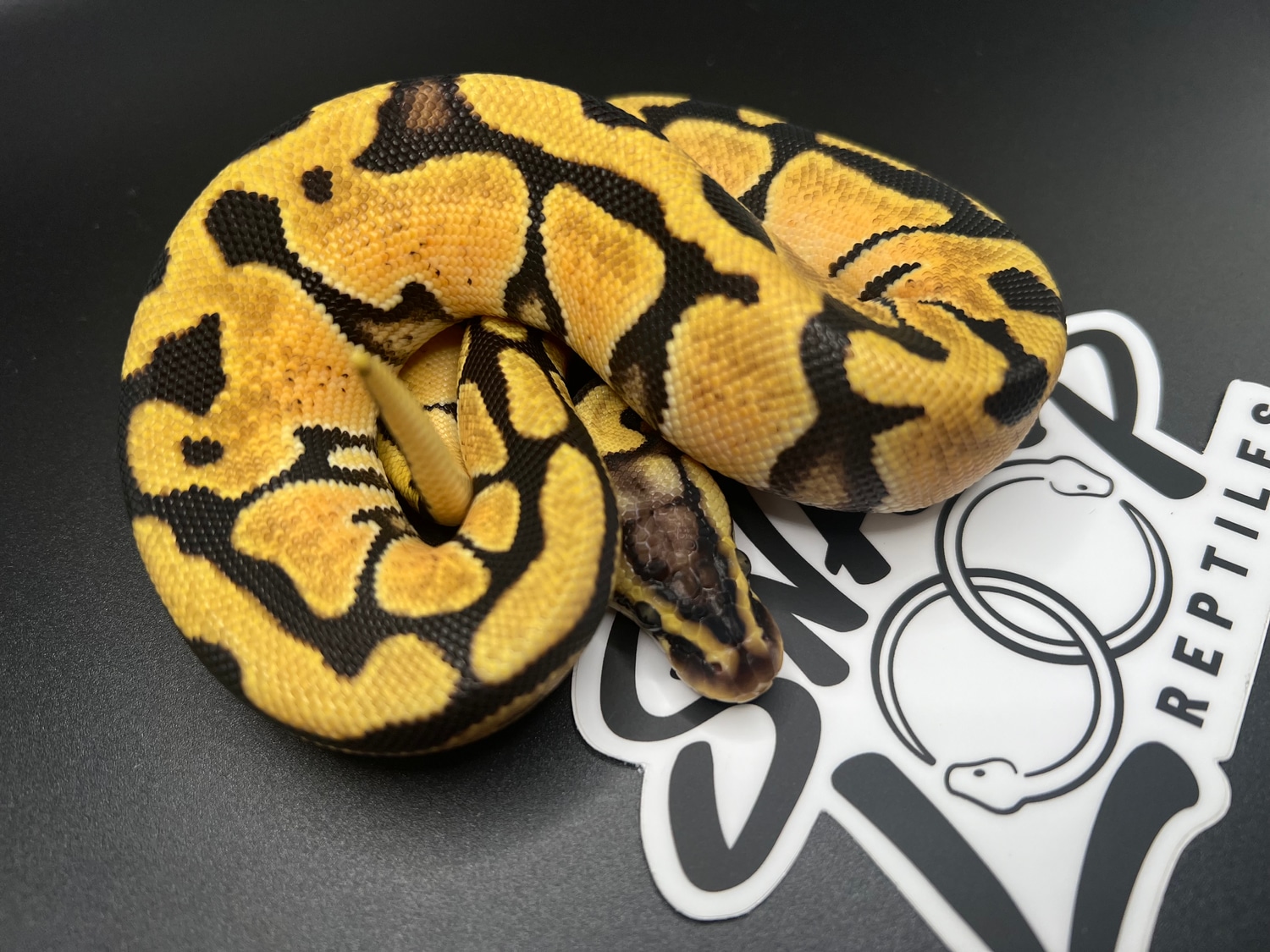 Pastel Enchi Het Clown Ball Python by Snake Loop Reptiles - MorphMarket