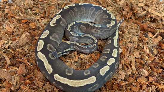 GHI Mojave Ball Python by Snake Loop Reptiles