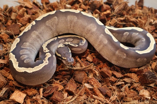 GHI Mojave 50% Het Pied Female Ball Python by Snake Loop Reptiles