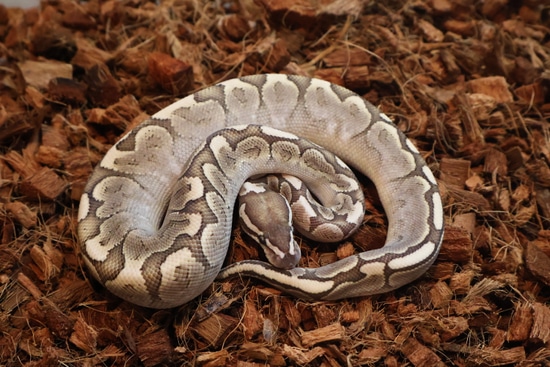 Bamboo Ball Python by Snake Loop Reptiles