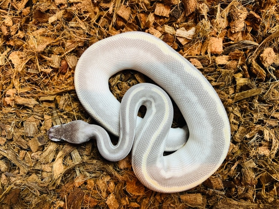 Leopard Mystic Potion 50% Het Pied Ball Python by Snake Loop Reptiles