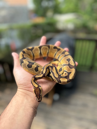 Enchi Het Clown (Poss Blade) Ball Python by Snake Loop Reptiles