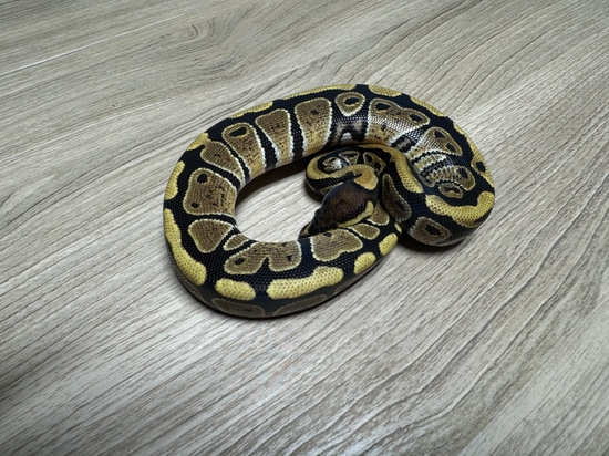 Normal Double Het Genetic Stripe Clown Female Ball Python by Snake Loop Reptiles