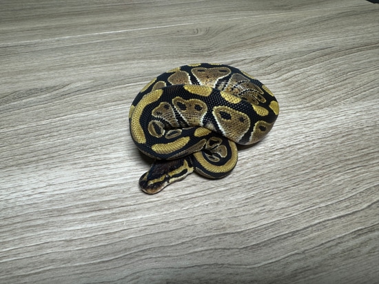 Normal Double Het Genetic Stripe Clown Female Ball Python by Snake Loop Reptiles