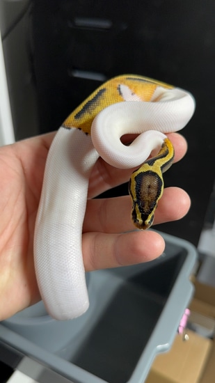 Firefly Pied Female Ball Python by Snake Loop Reptiles