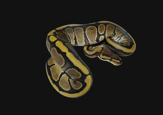 Red Stripe Double Het Genetic Stripe Clown Ball Python by Snake Loop Reptiles